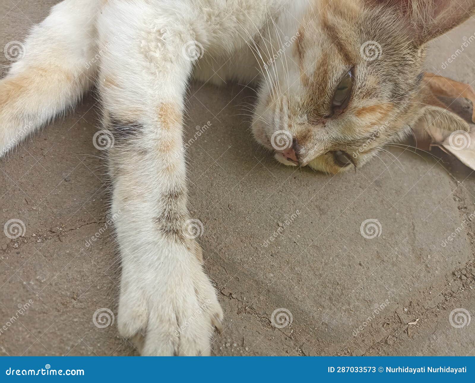 Cute little cat is tired stock image. Image of orange - 287033573