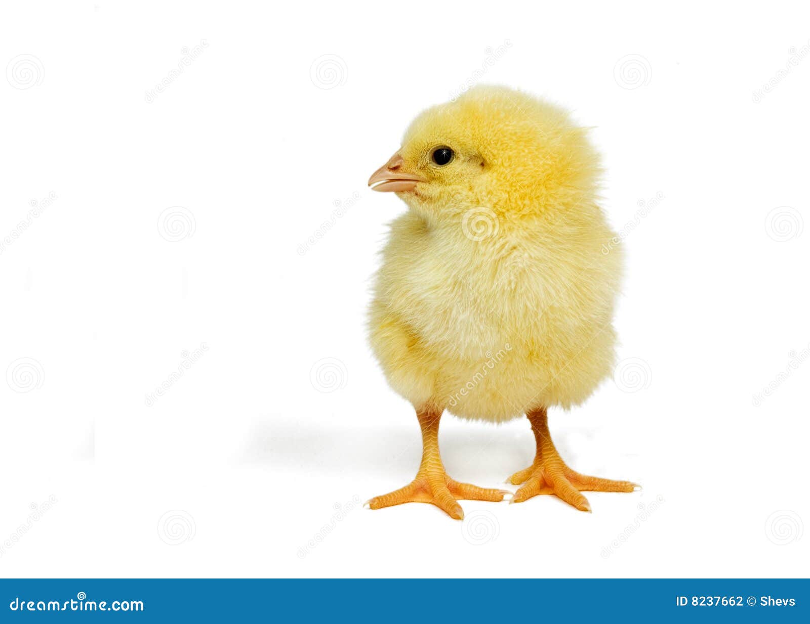 Cute little chick stock photo. Image of seasonal, bird - 8237662