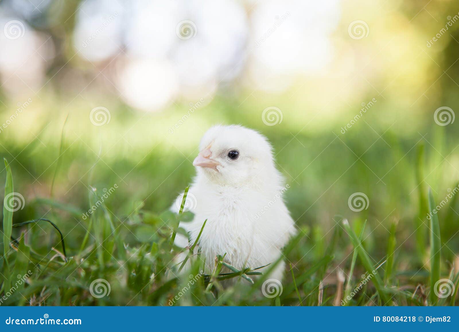 Cute little chick stock photo. Image of baby, chick, farm - 80084218