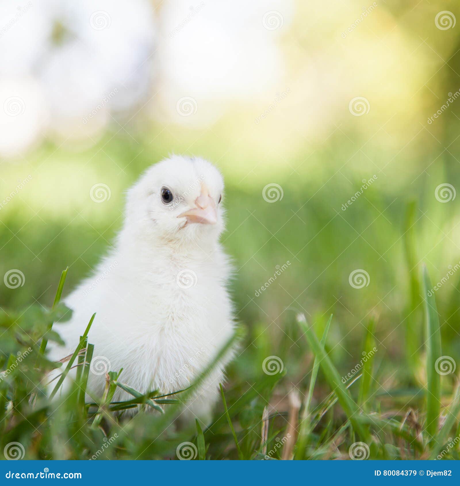 Cute little chick stock image. Image of garden, poultry - 80084379