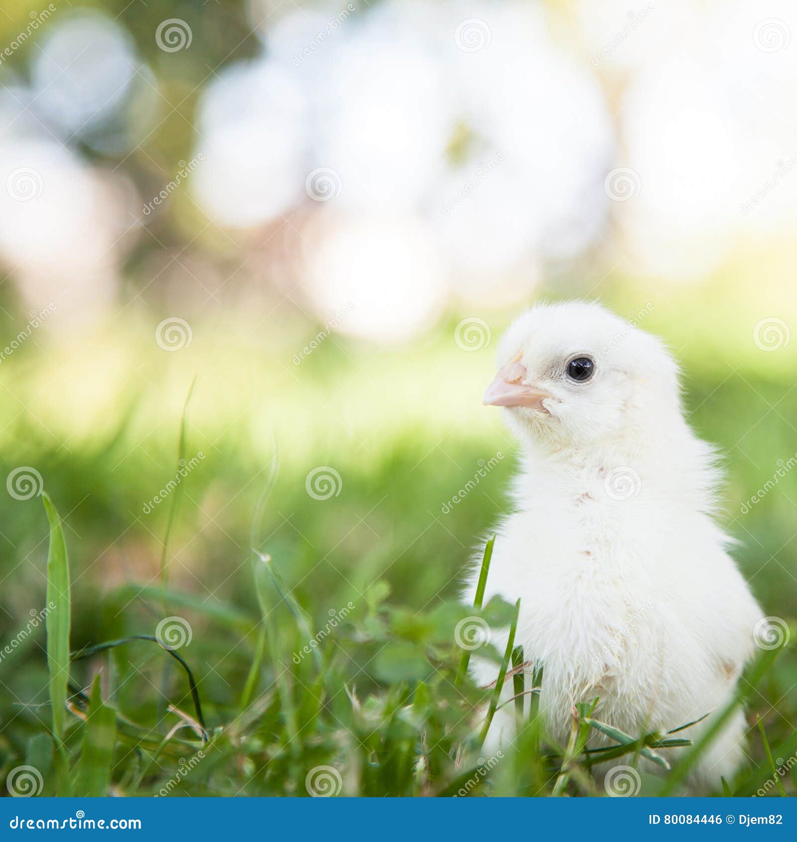 Cute little chick stock photo. Image of fauna, beginning - 80084446