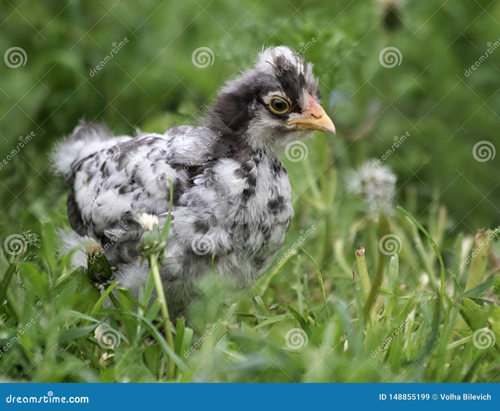 A Cute Little Chick on Green Grass Stock Image - Image of bird, chick ...