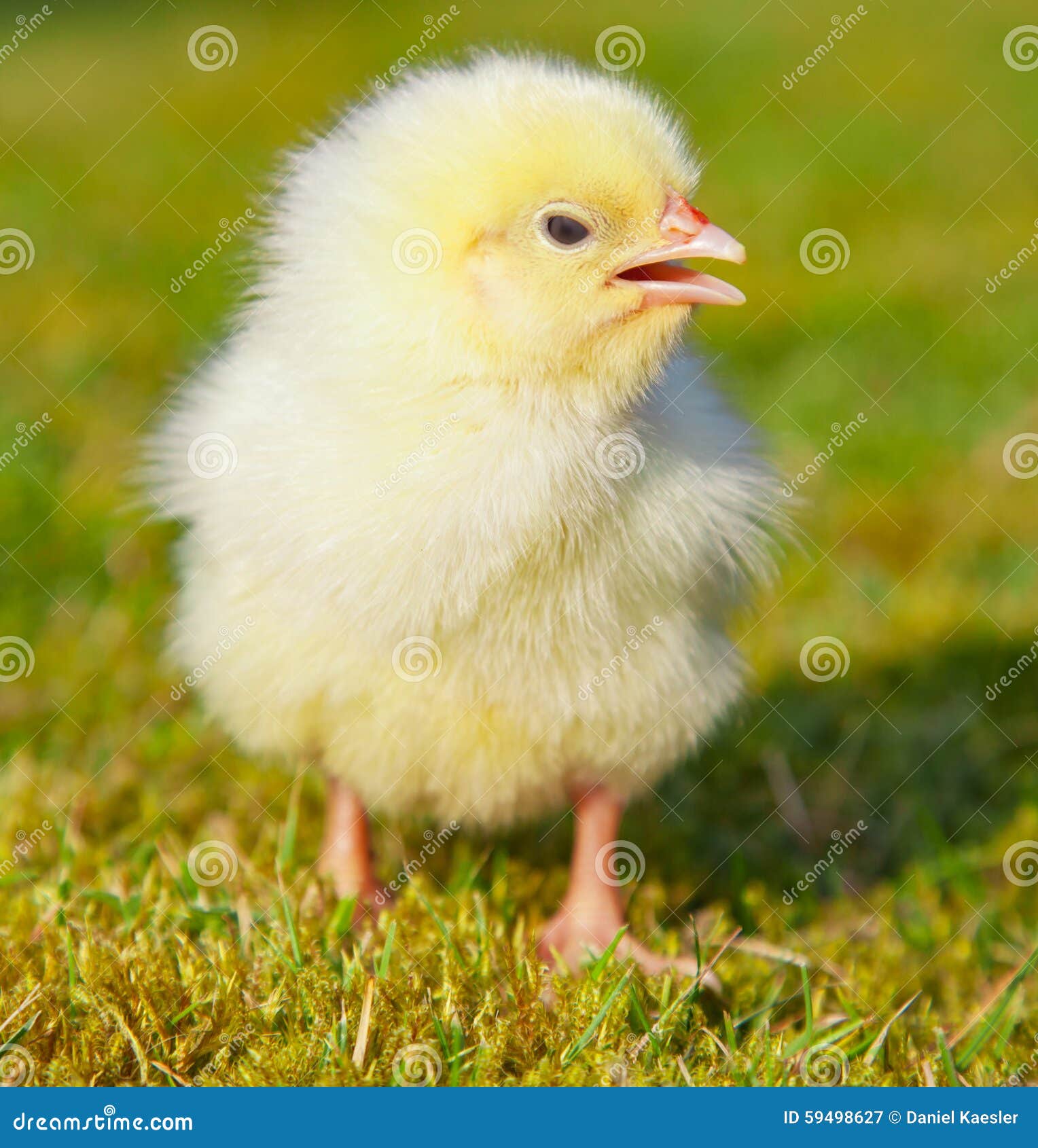 Cute little chick outside stock image. Image of meadow - 59498627