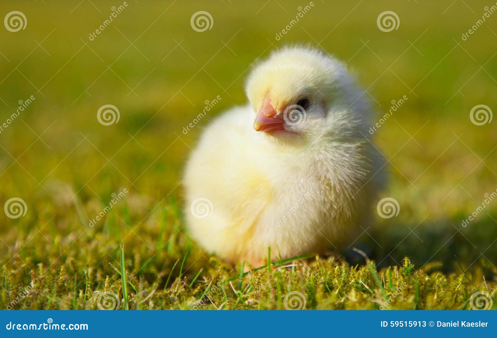 Cute little chick stock image. Image of baby, little - 59515913