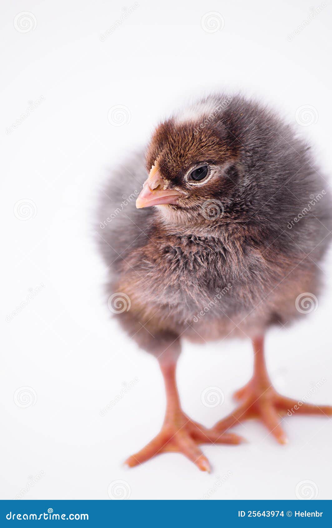 Cute little chicken stock photo. Image of bird, farming - 25643974