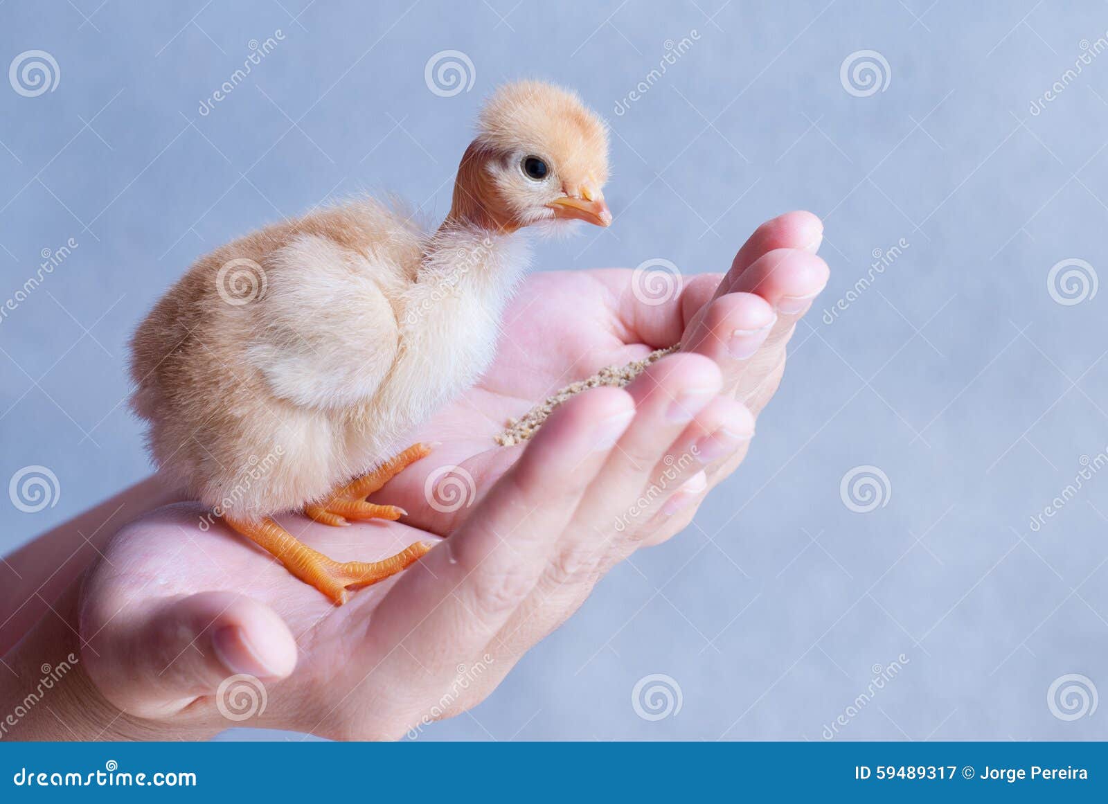 Cute little chicken stock image. Image of hands, domestic - 59489317