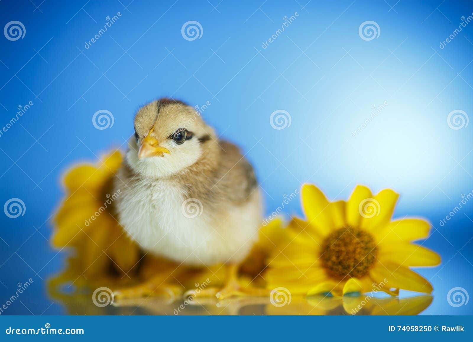 Cute little chicken stock photo. Image of born, beak - 74958250