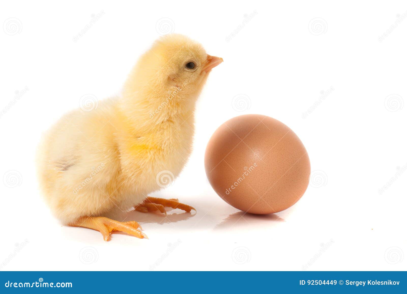 Cute Little Chicken with Egg Isolated on White Background Stock Image ...