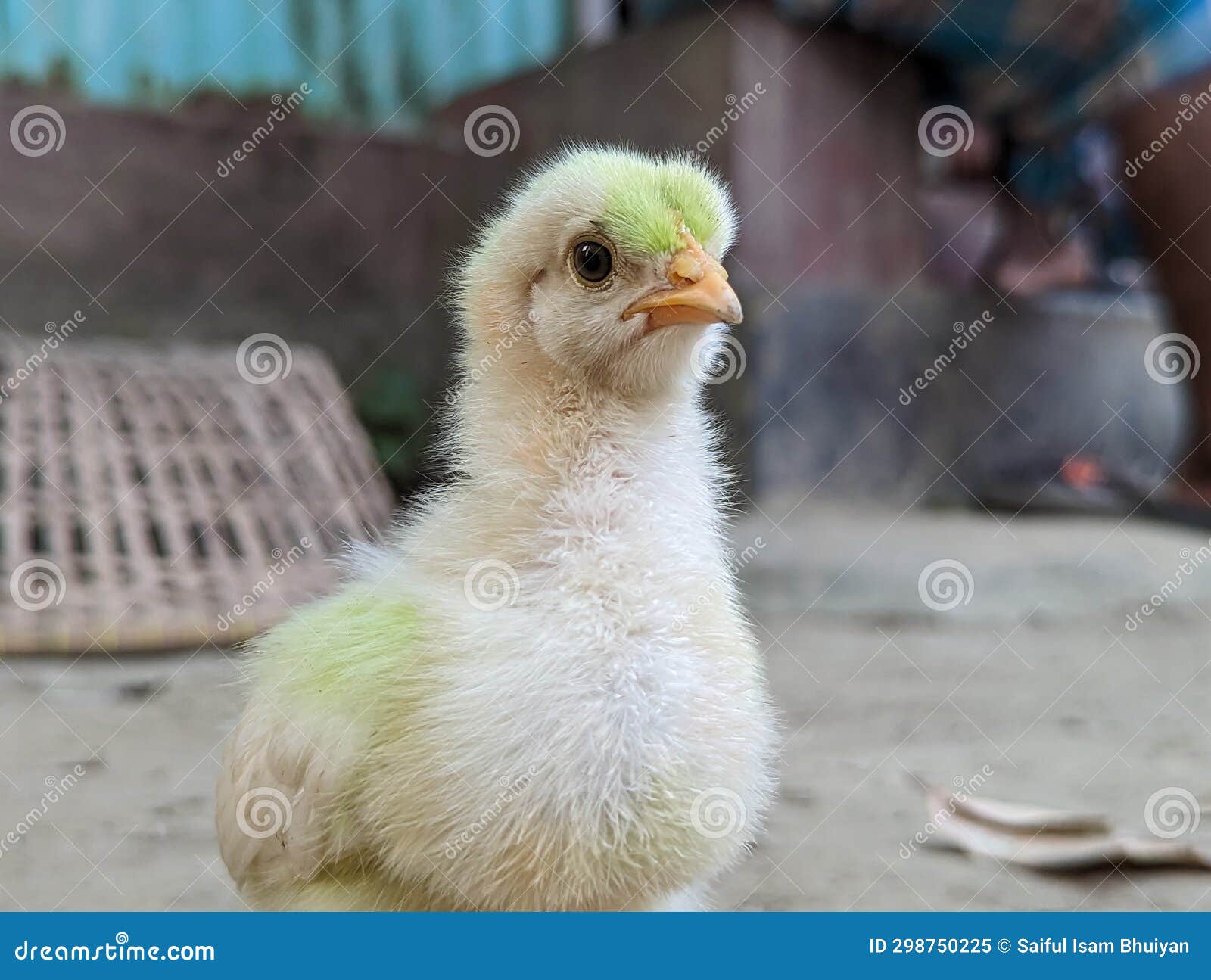 Cute Little Chicken in the Farm. Selective Focus on Chick Stock Image ...
