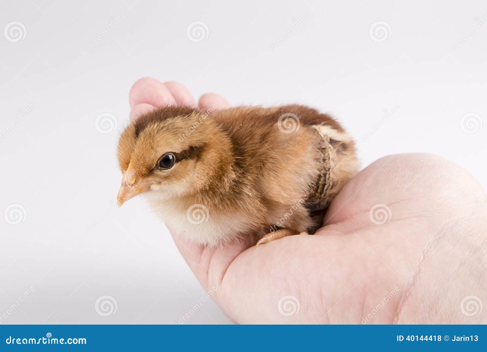 Cute Little Chicken in the Hand Isolated on White Stock Photo - Image ...