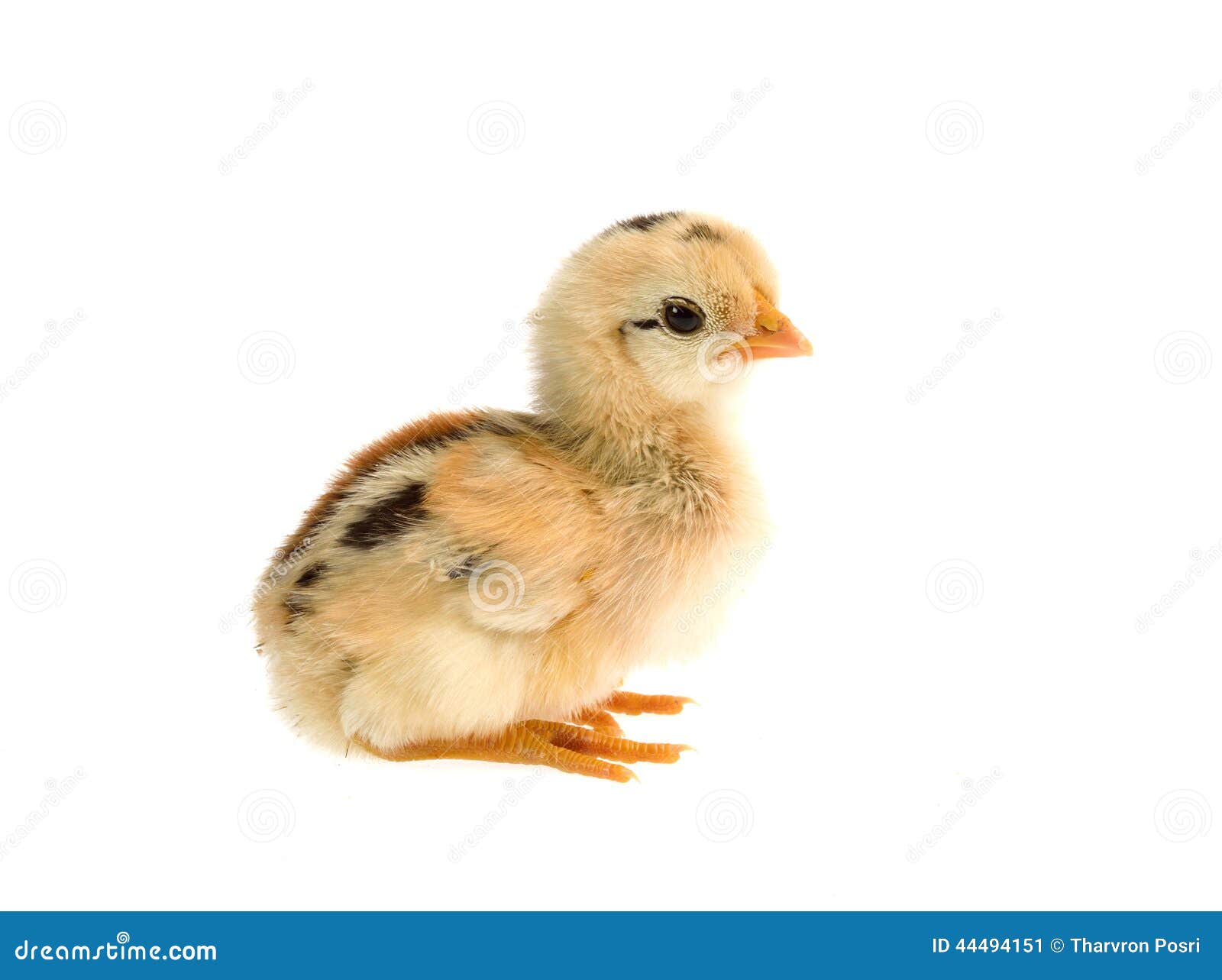 Cute Little Chicken Isolated on White Background Stock Image - Image of ...