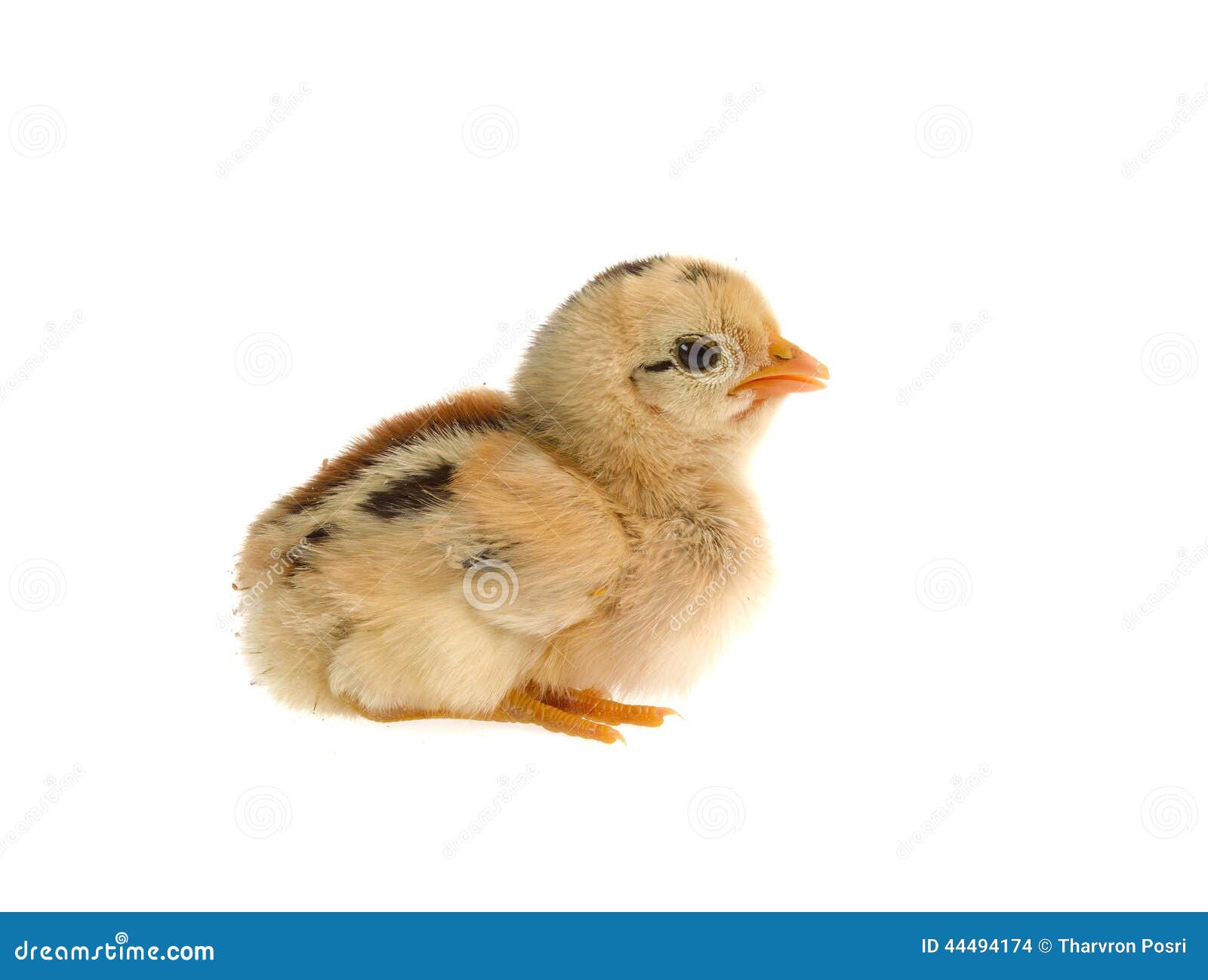 Cute Little Chicken Isolated on White Background Stock Photo - Image of ...