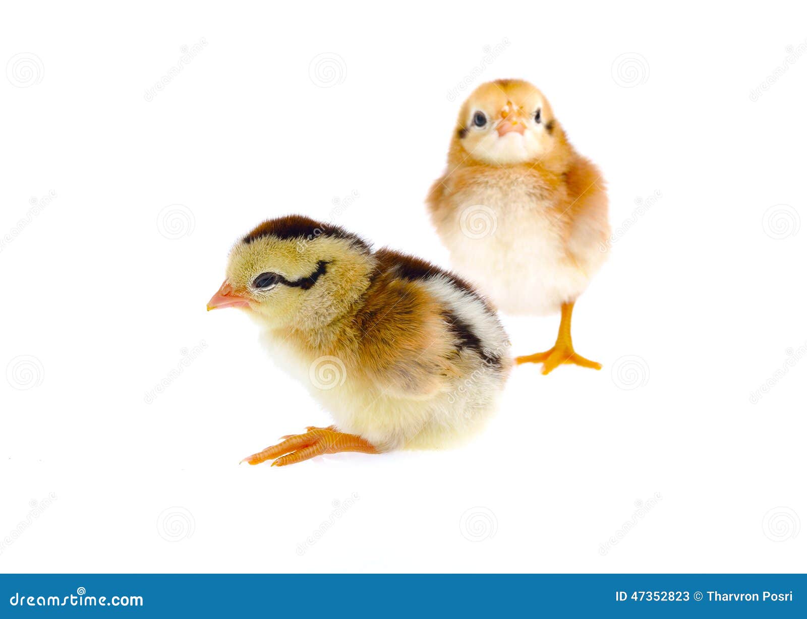 Cute Little Chicken Isolated on White Background Stock Image - Image of ...
