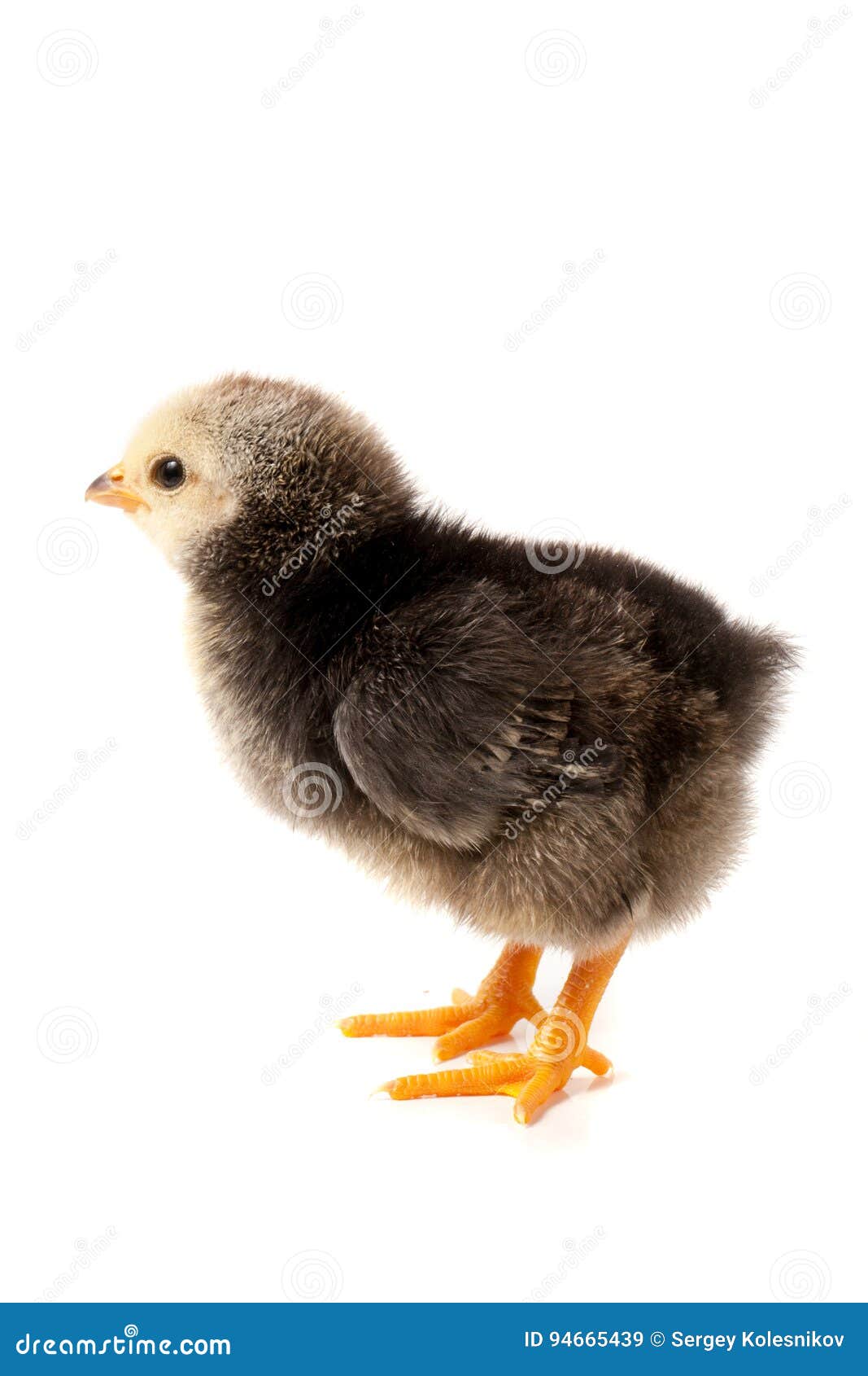 Cute Little Chicken Isolated on White Background Stock Image - Image of ...