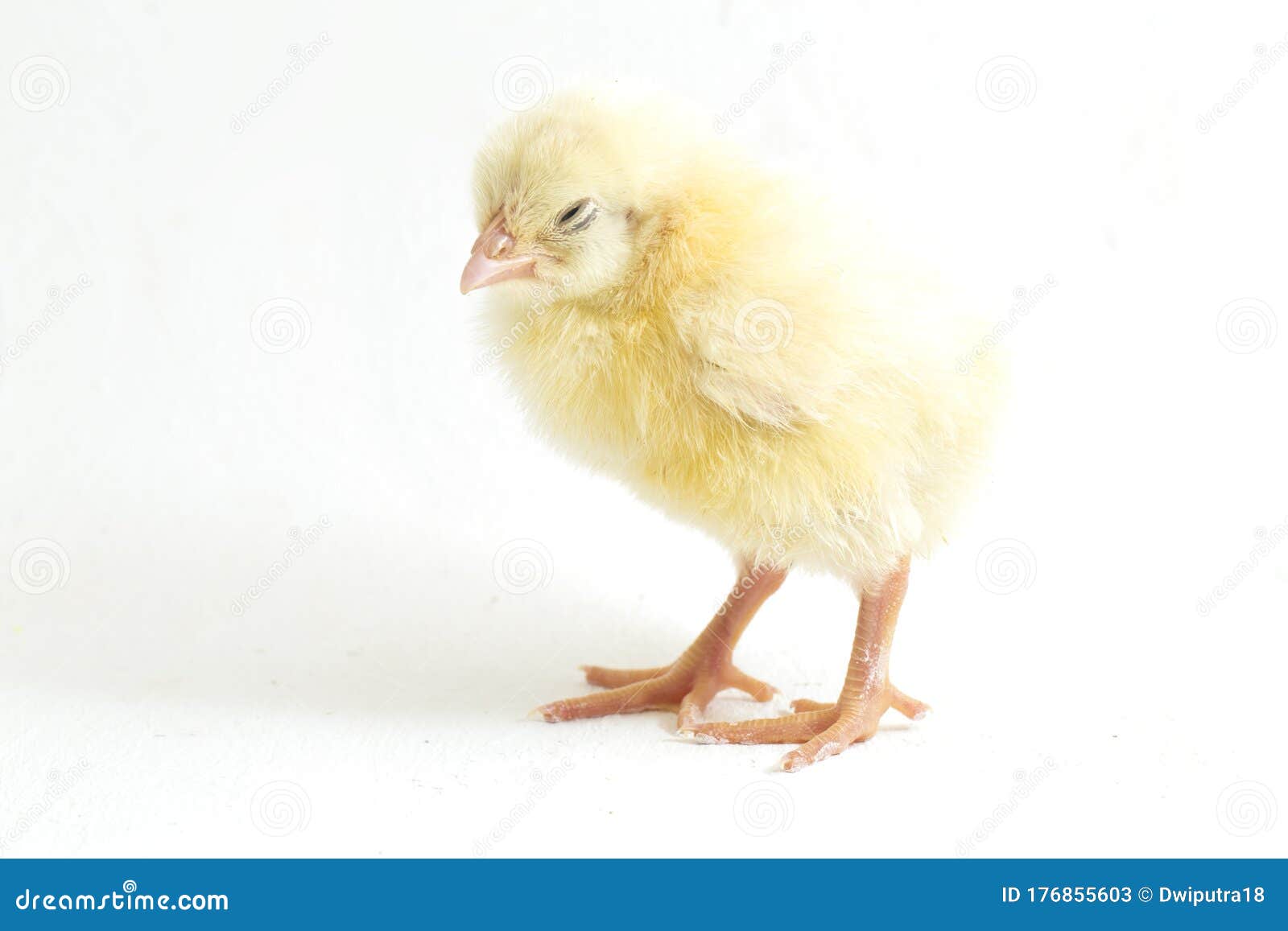 Cute Little Chicken Isolated on White Background Stock Image - Image of ...