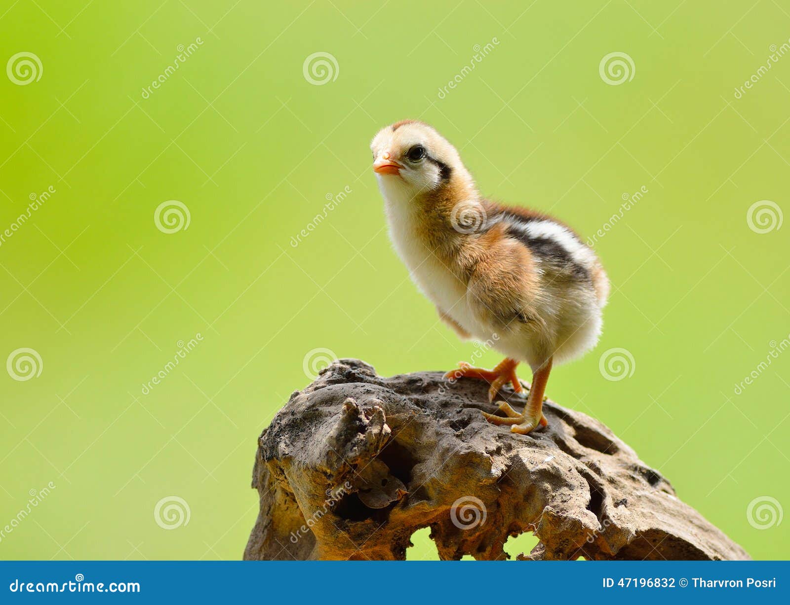 Cute little chicken stock photo. Image of chick, cute - 47196832