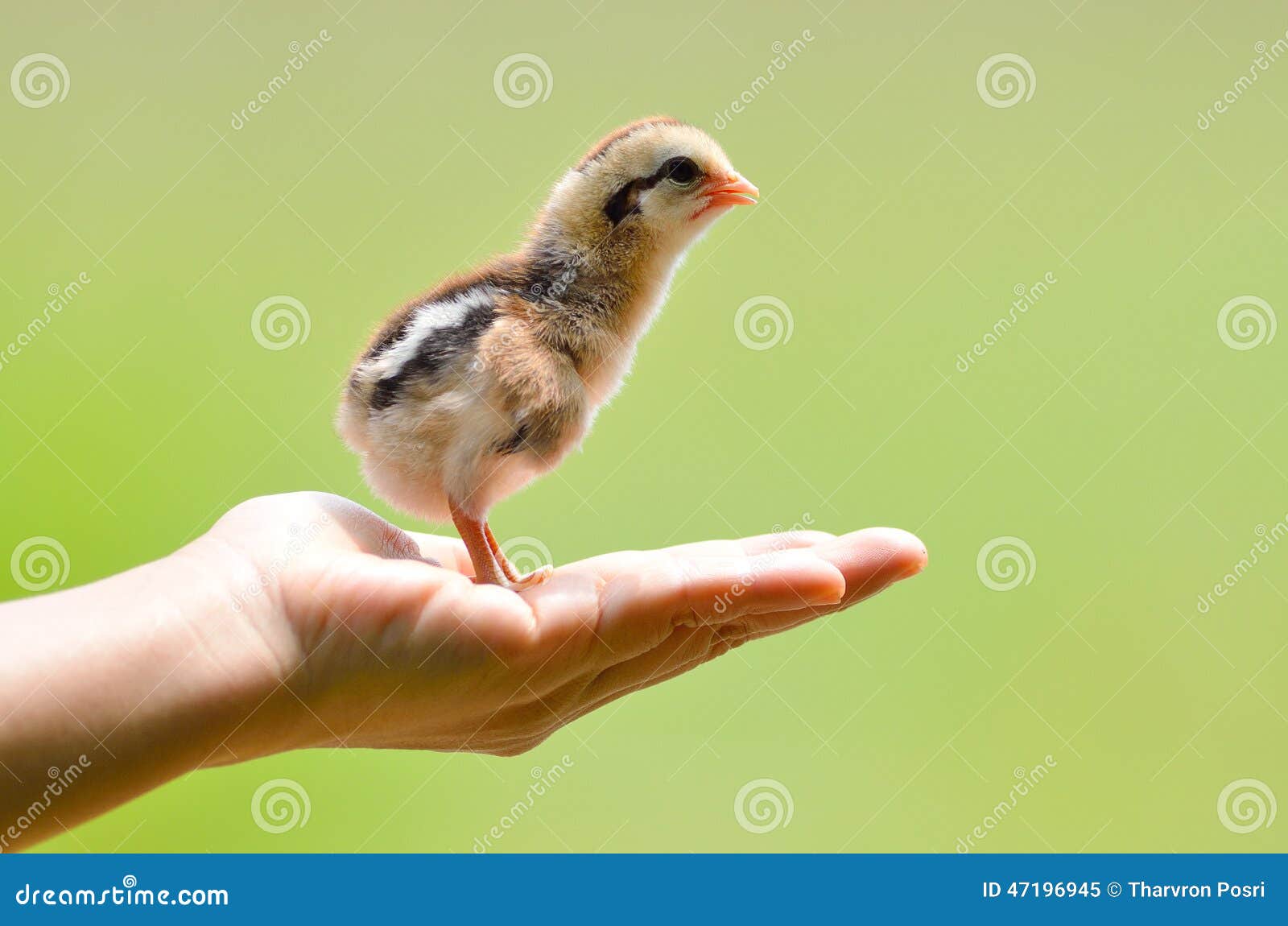 Cute little chicken stock image. Image of animal, hairy - 47196945