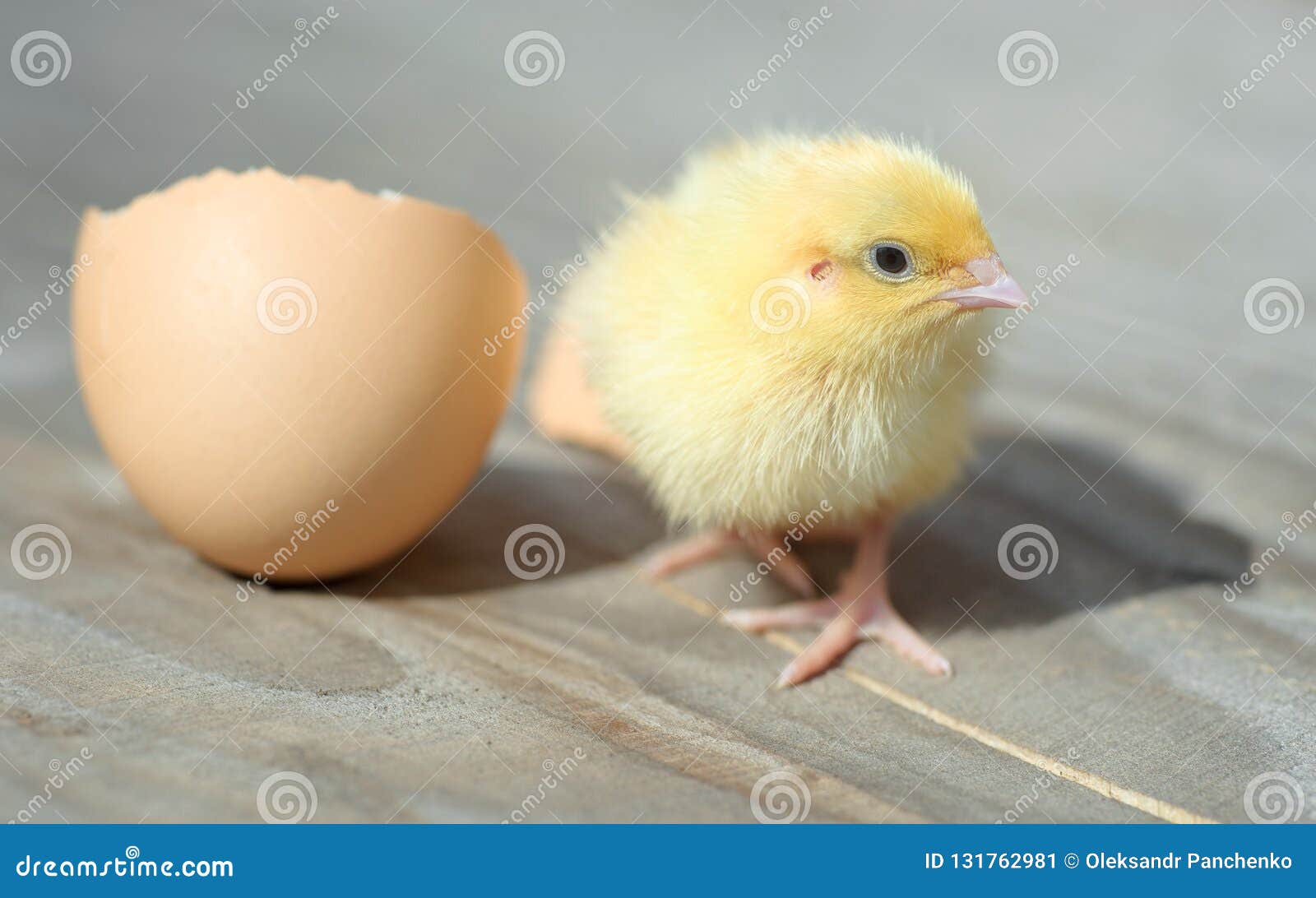 Cute Little Chicken Near the Egg Stock Image - Image of environment ...