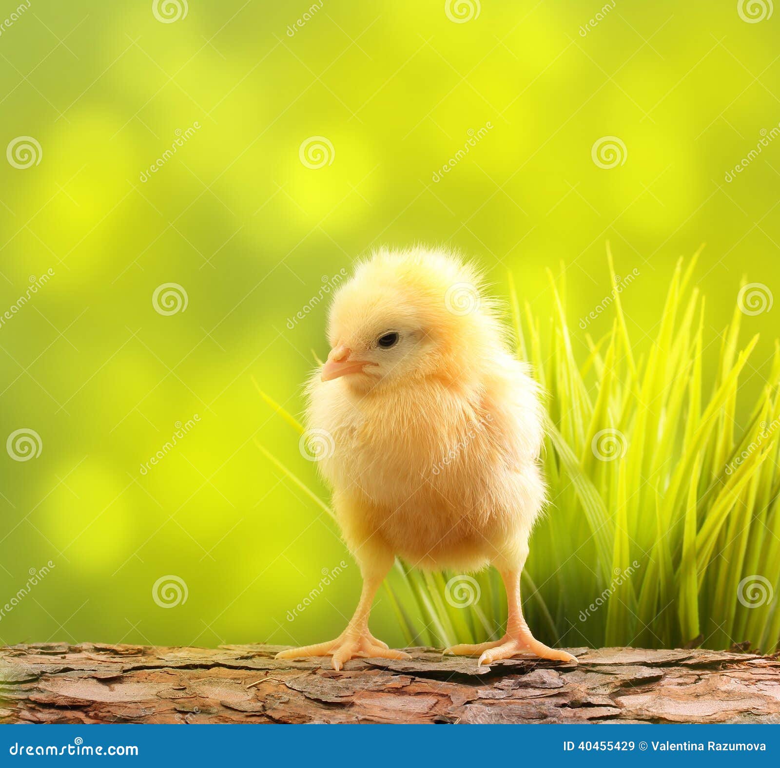 Cute little chicken stock image. Image of feathers, chick - 40455429