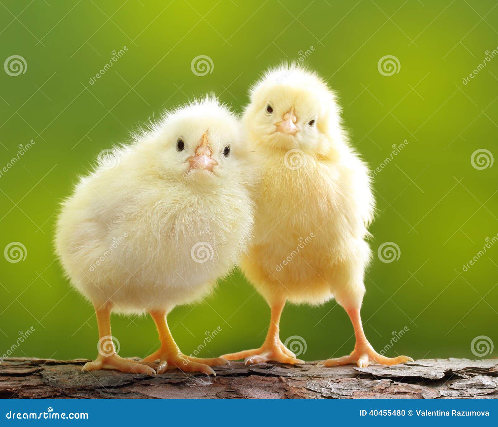 Cute little chicken stock photo. Image of grass, funny - 40455480