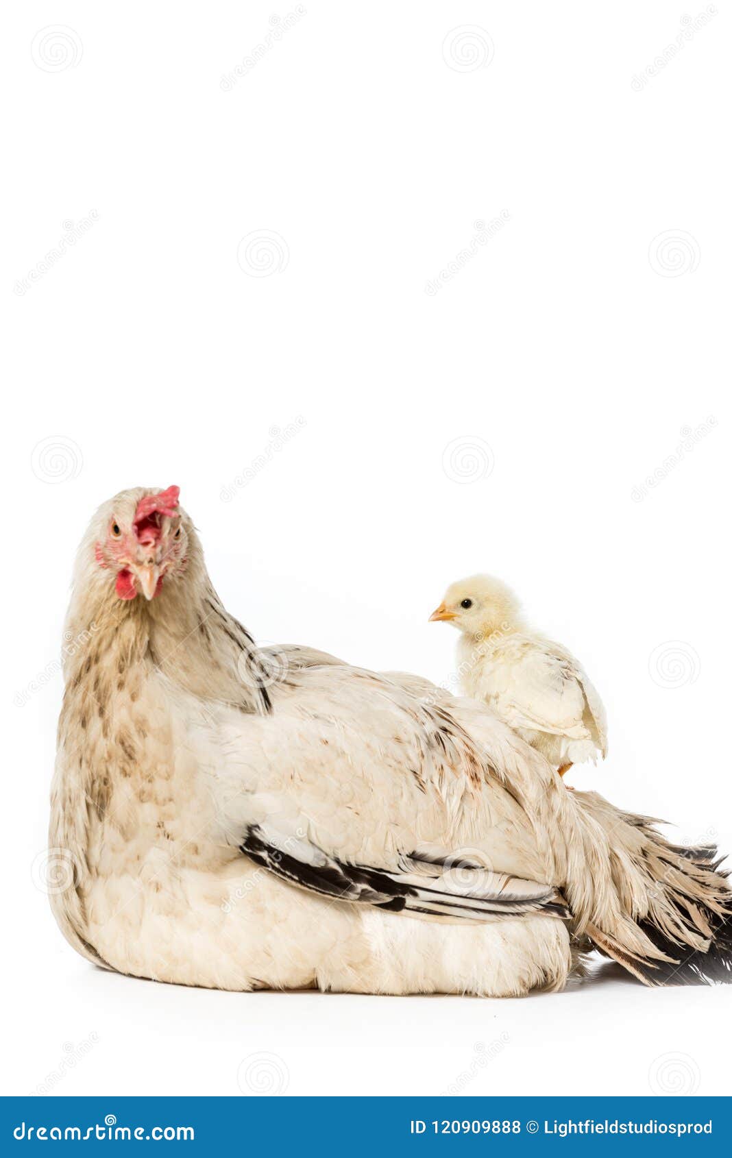 Cute Little Chicken Standing on Hen Stock Photo - Image of copy ...