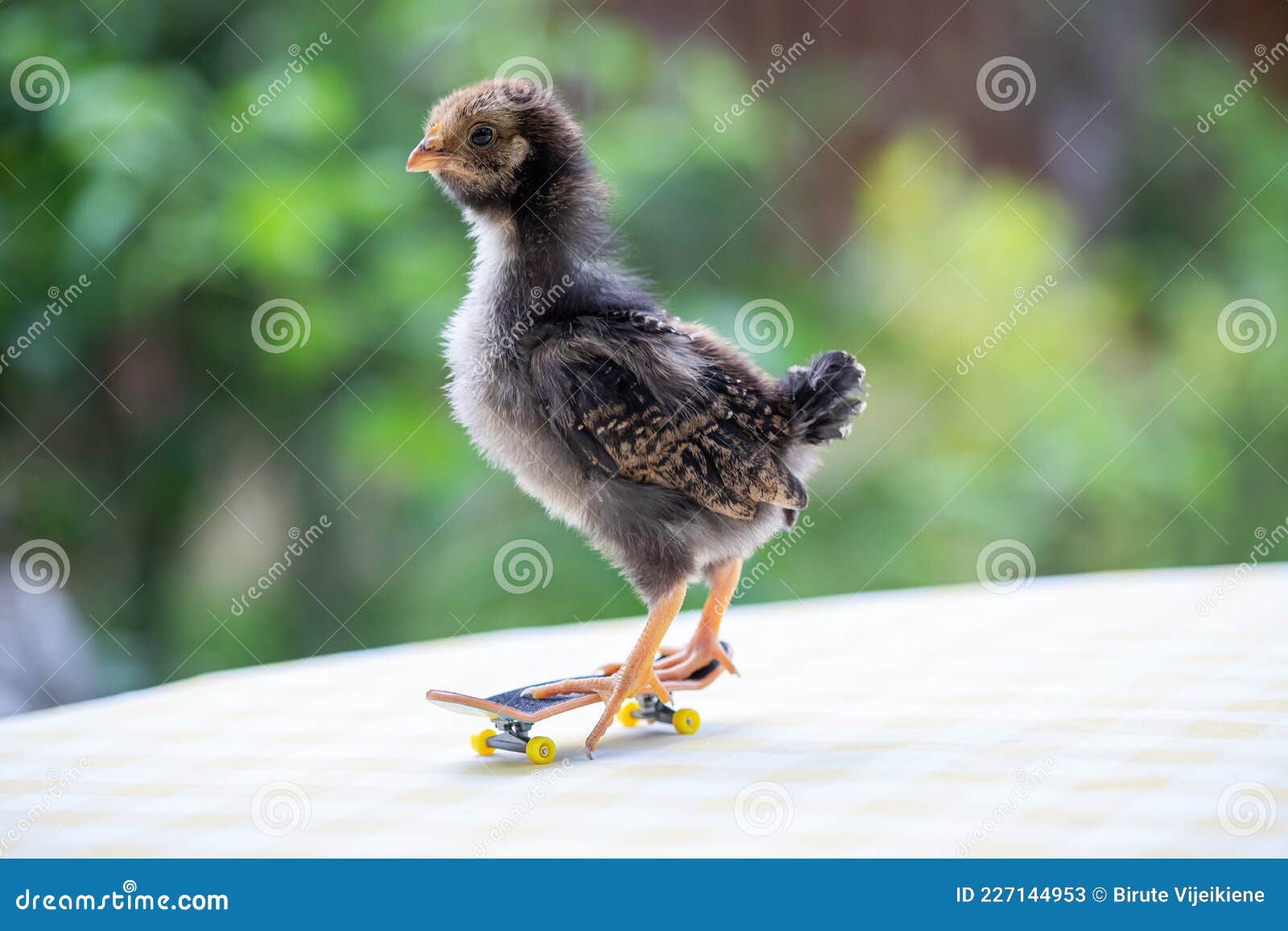 Chicken And Tiny Chicks, Black Broodstock And Black Pups, Tiny Chicks ...