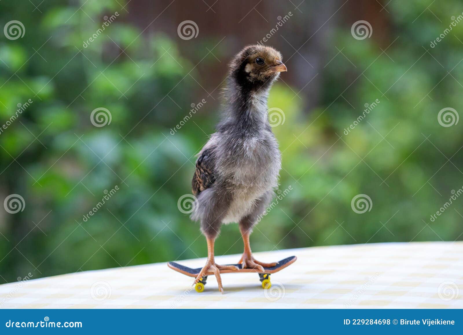 Chicken And Tiny Chicks, Black Broodstock And Black Pups, Tiny Chicks ...