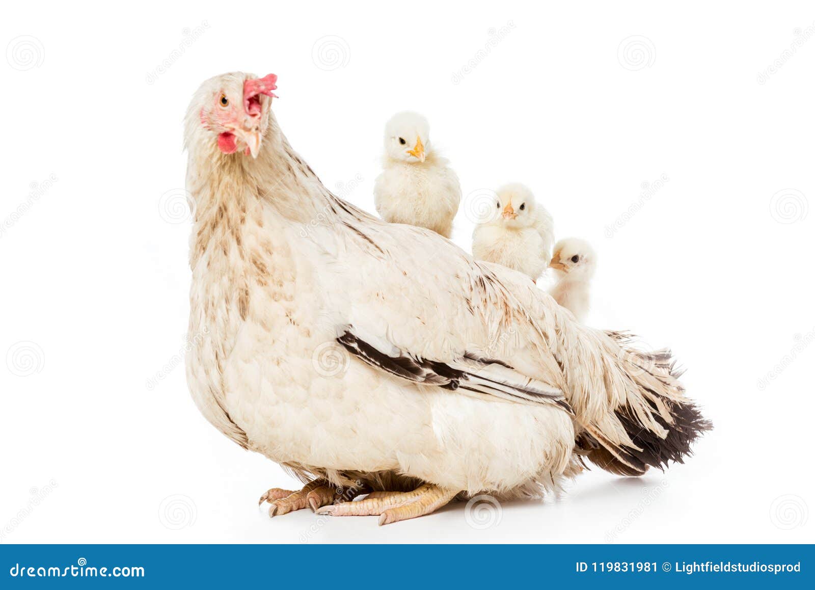 Cute Little Chickens Sitting on Hen Stock Image - Image of space ...