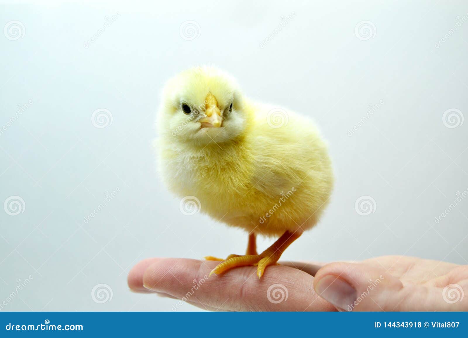 Cute Little Chicks Sitting on the Human Hand Stock Photo - Image of ...