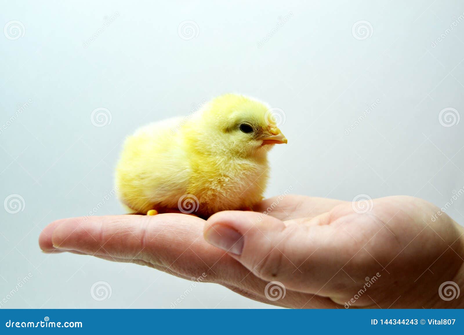 Cute Little Chicks Sitting On The Human Hand Stock Image - Image of ...