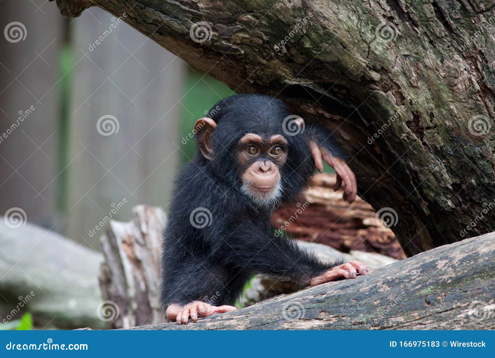 Cute Little Chimpanzee Sitting on a Tree with a Blurred Background ...