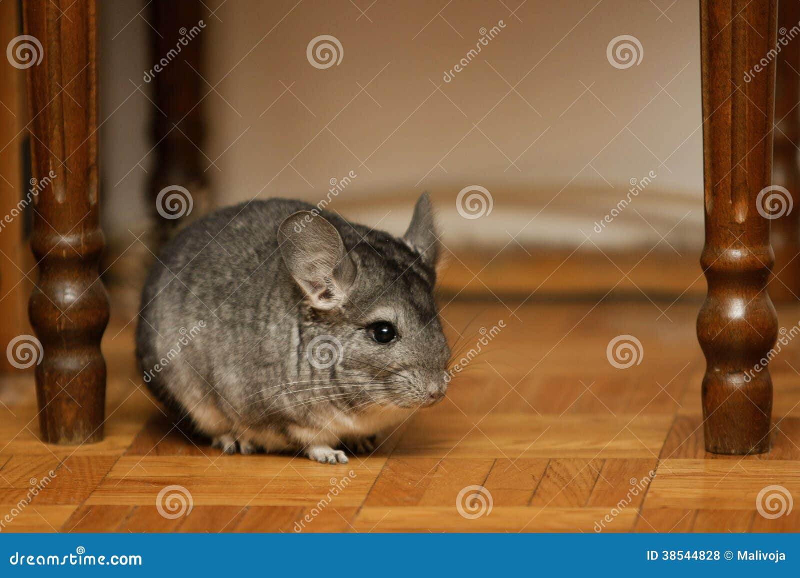 Cute little chinchilla stock photo. Image of cute, rodent - 38544828
