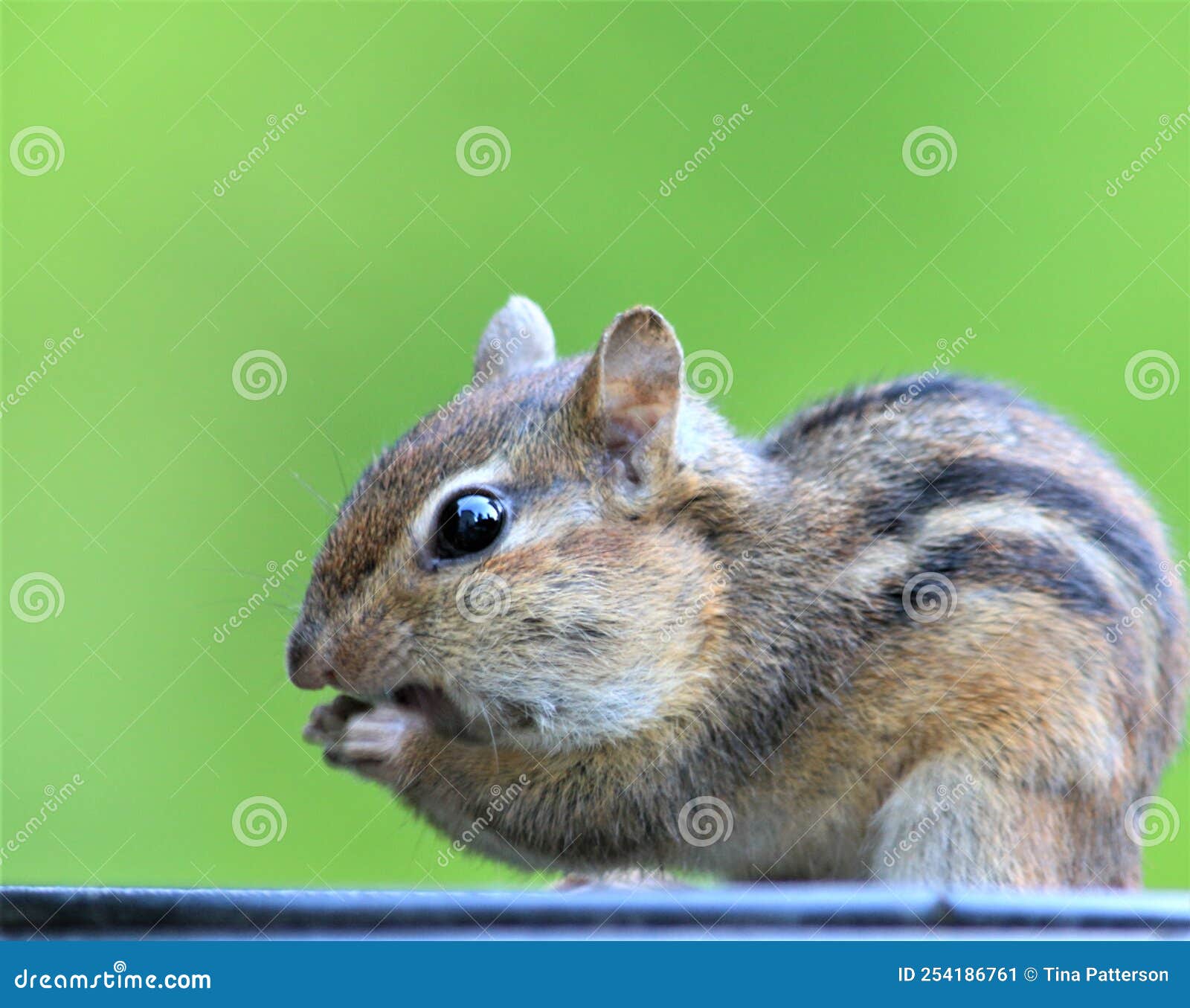 Chipmunk stock image. Image of smallwildlife, wildlife - 254186761
