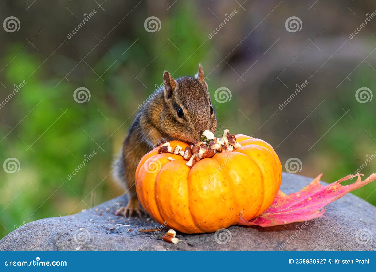 Cute Little Chipmunk Eating Nuts in Autumn Stock Image - Image of ...