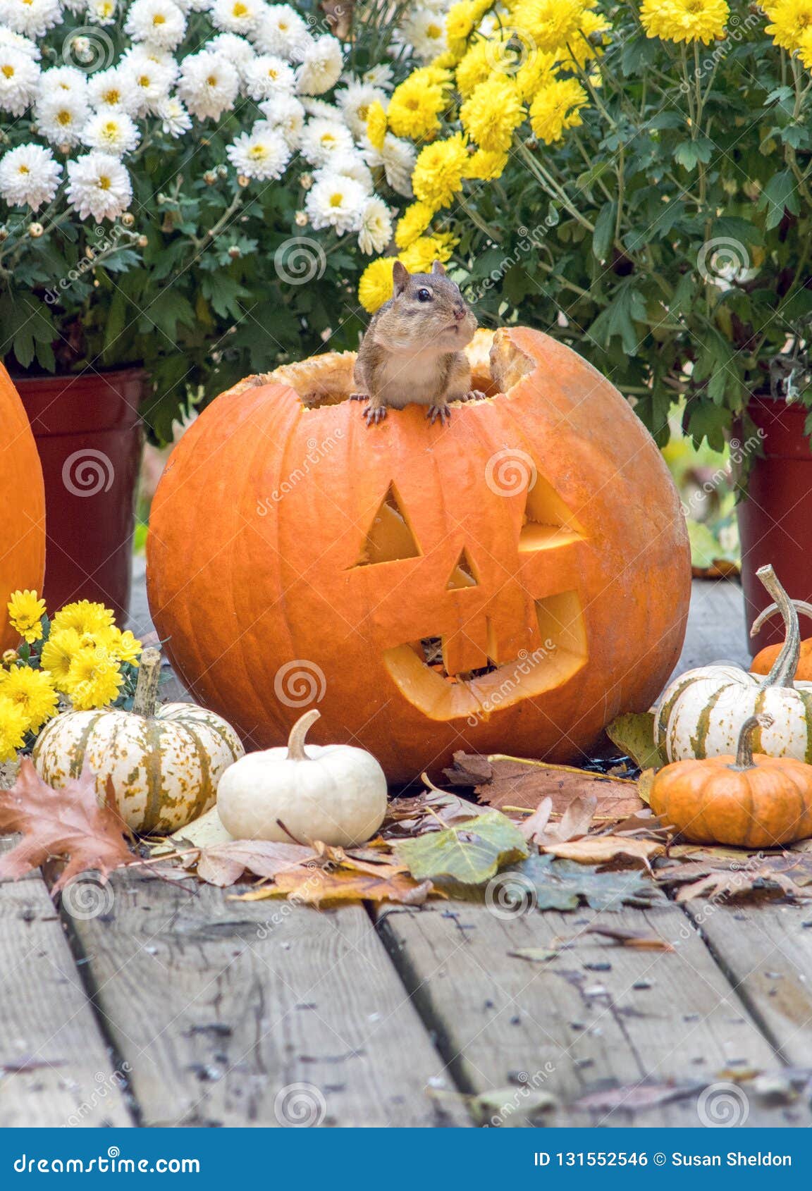 A Cute Little Chipmunk is Sitting on a Pumpkin Stock Photo - Image of ...