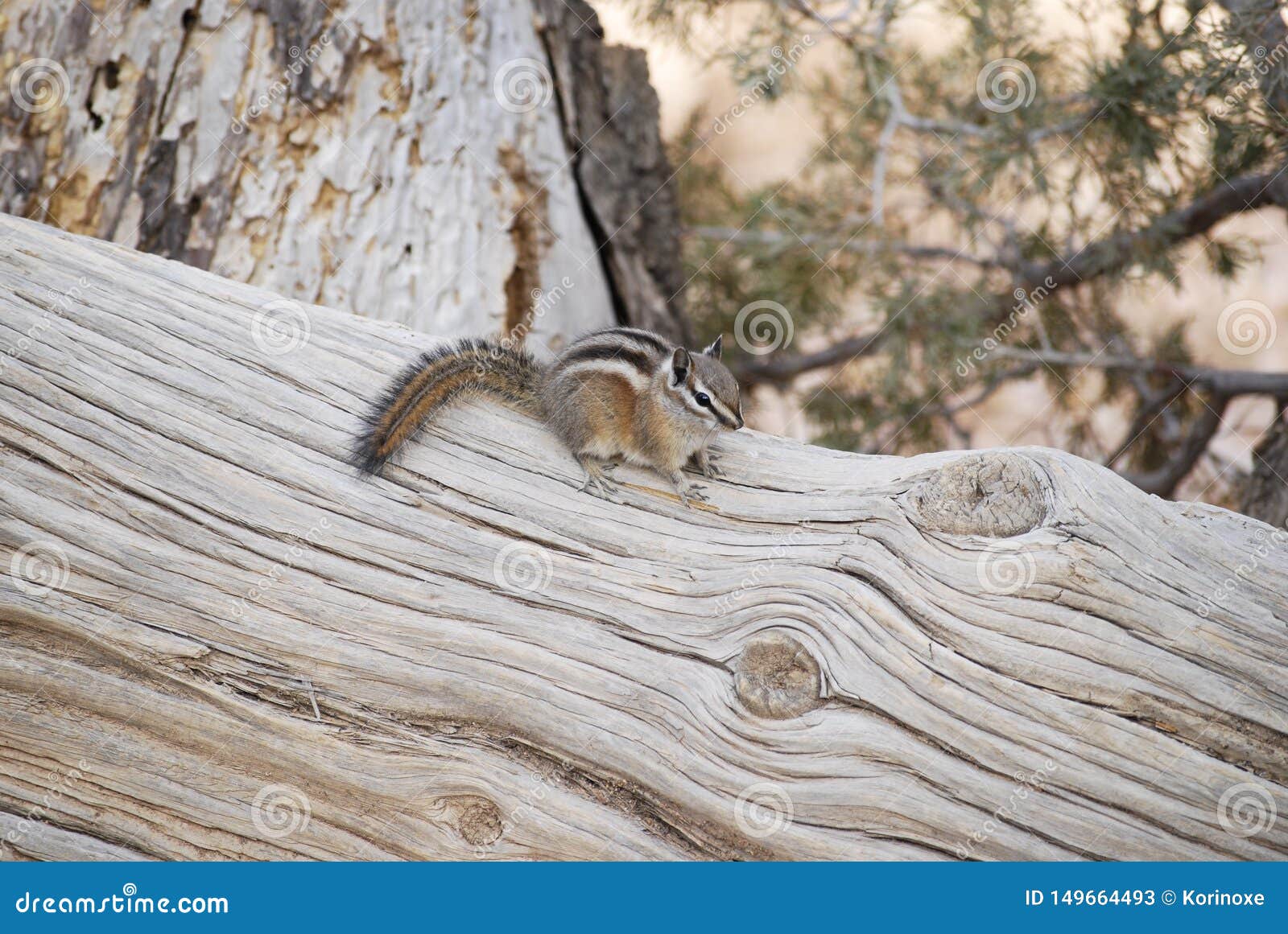 Cute Little Chipmunk Sitting on a Tree Trunk Stock Image - Image of ...