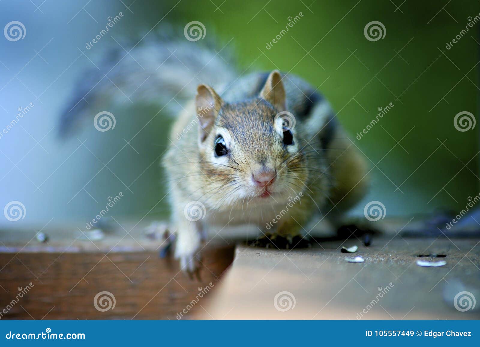 Chipmunk stock image. Image of chipmunk, black, staring - 105557449