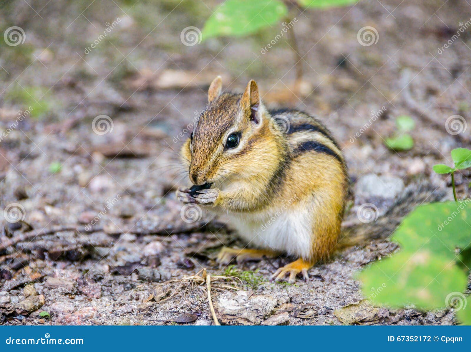Cute Little Chipmunk Stuffing Its Cheeks with Nuts and Seeds, Canada ...