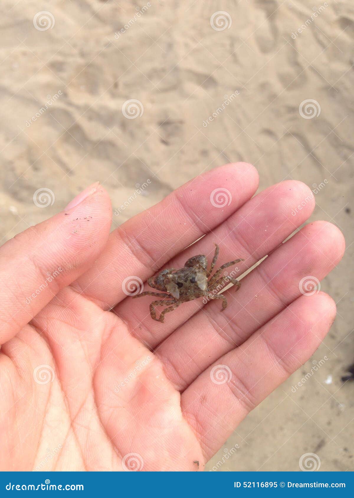 Cute little crabs stock image. Image of experience, cute - 52116895