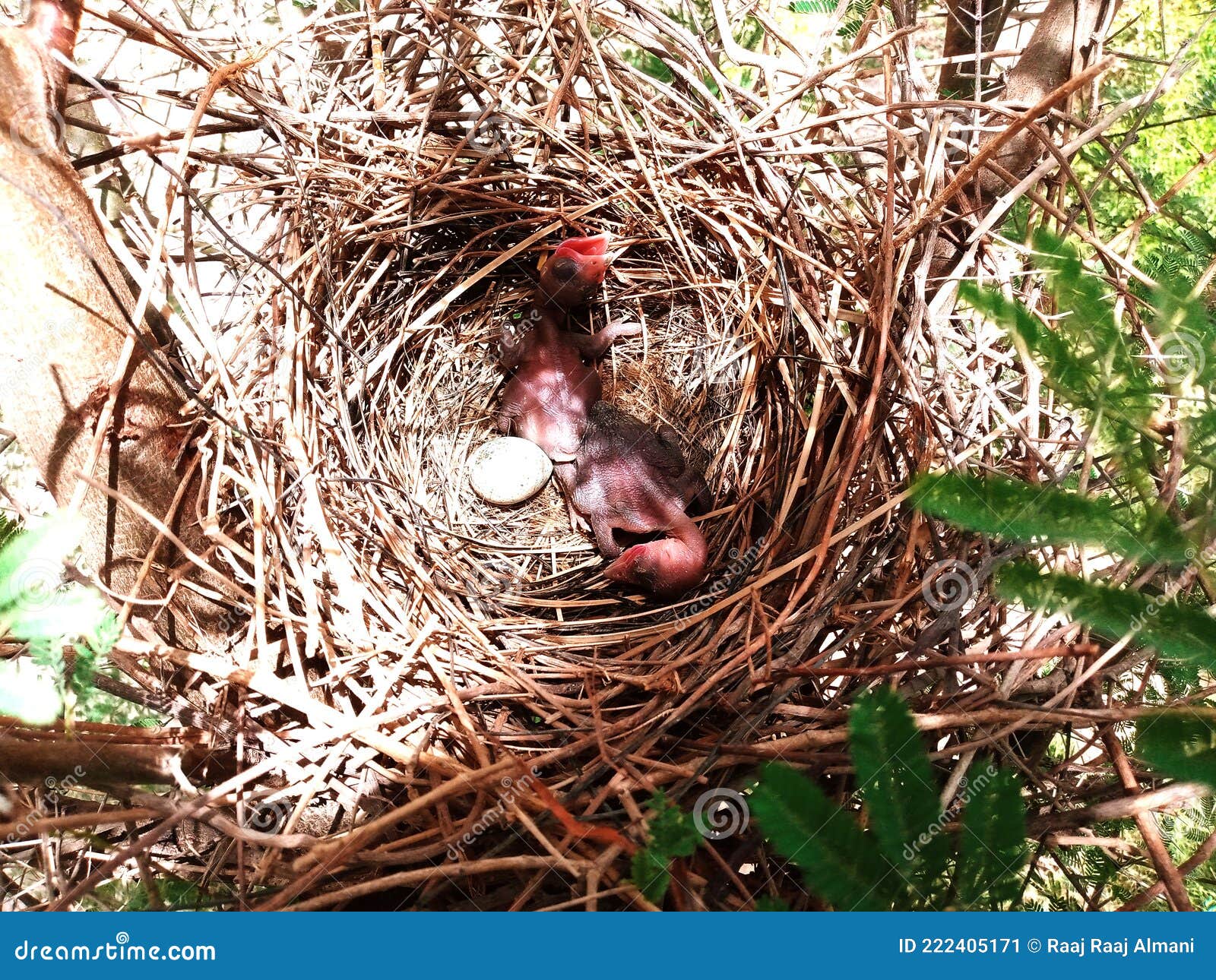 Cute Little Crow Birds in the Nest Stock Image - Image of birds, cute ...