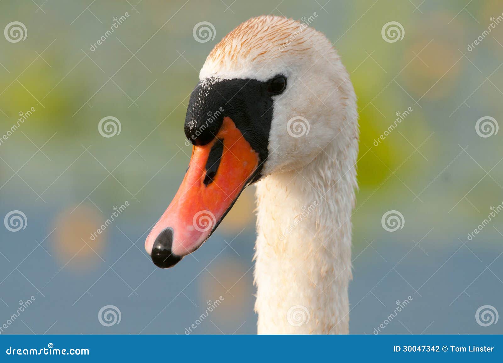 Mute swan stock photo. Image of pond, fluffy, heart, light - 30047342
