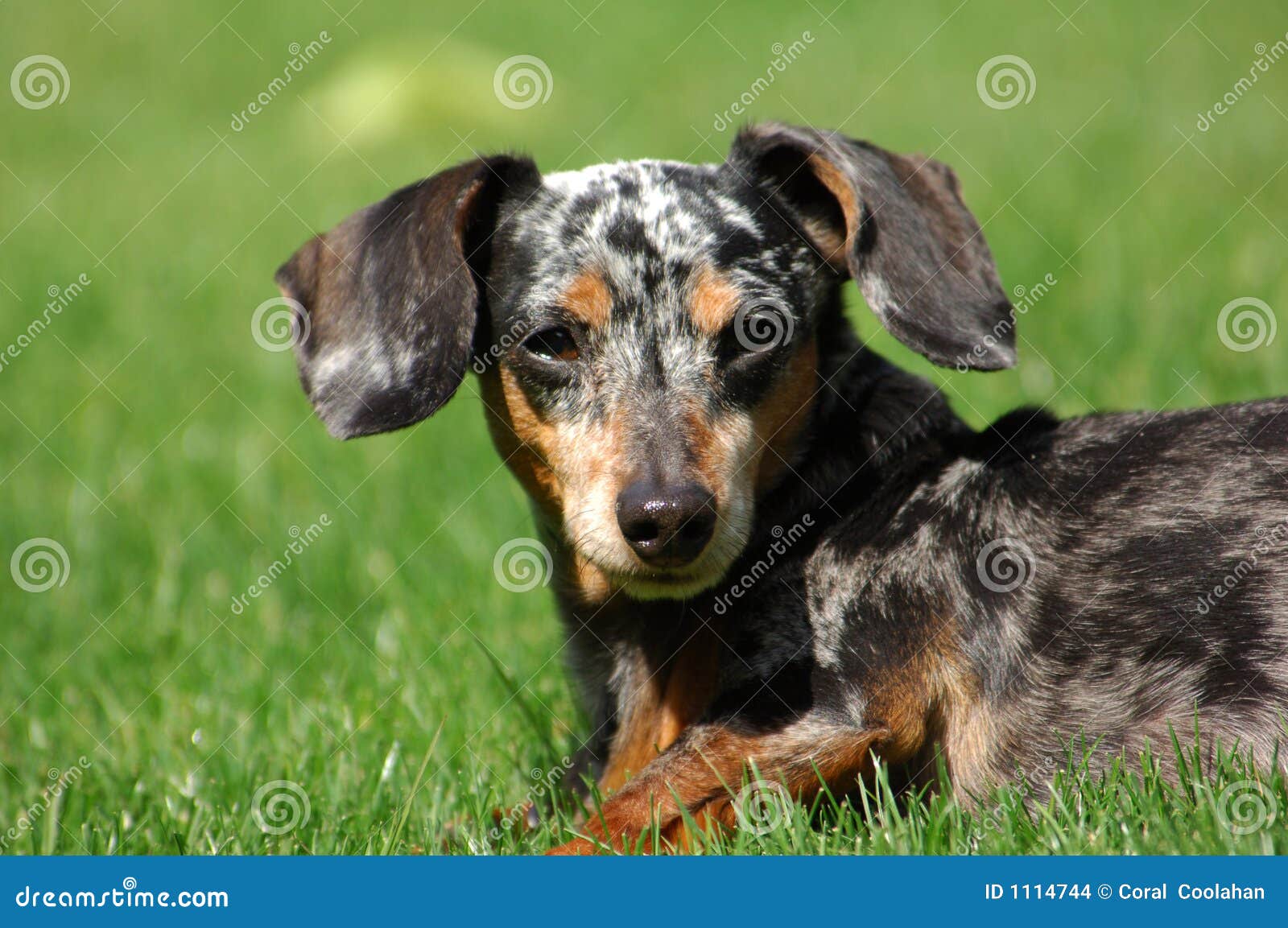 Cute Little Dachshund stock photo. Image of short, wiener - 1114744