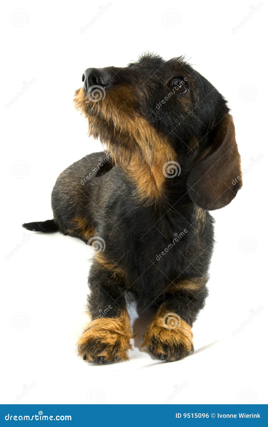 Cute little dachshund stock photo. Image of dachshund - 9515096