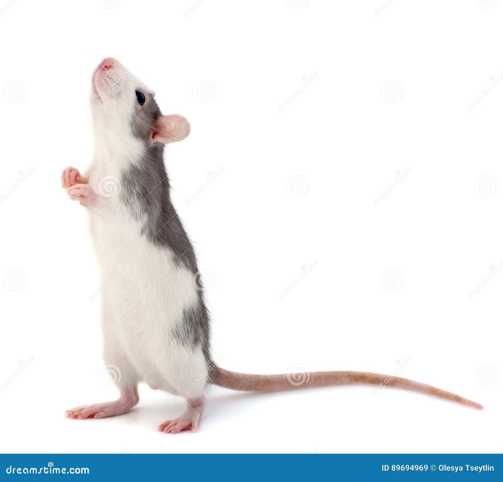 Cute Little Decorative Rat Standing on the Back of the Paws. Stock ...