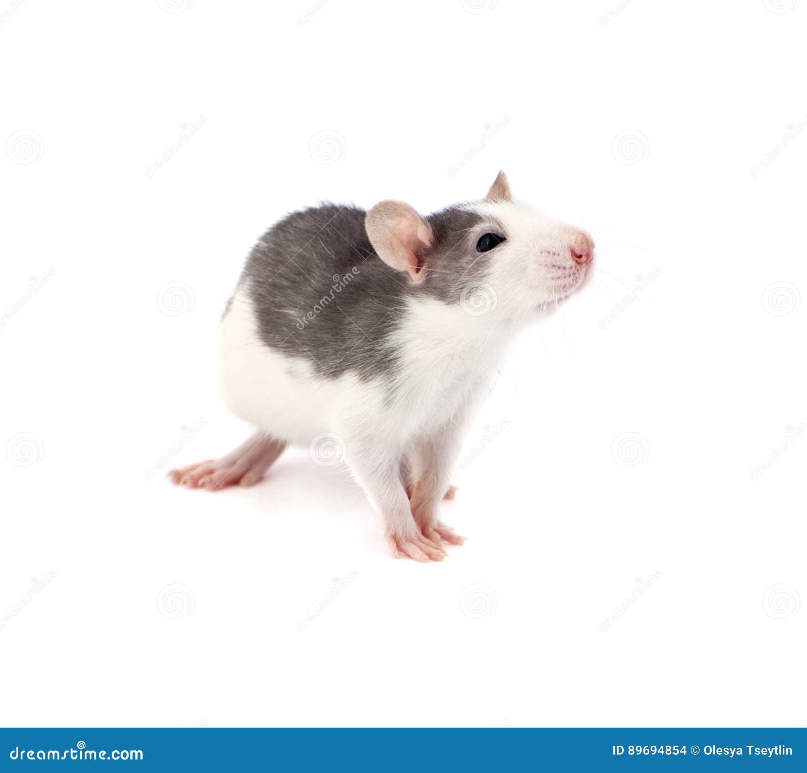 Cute Little Decorative Rat on White Background. Stock Photo - Image of ...