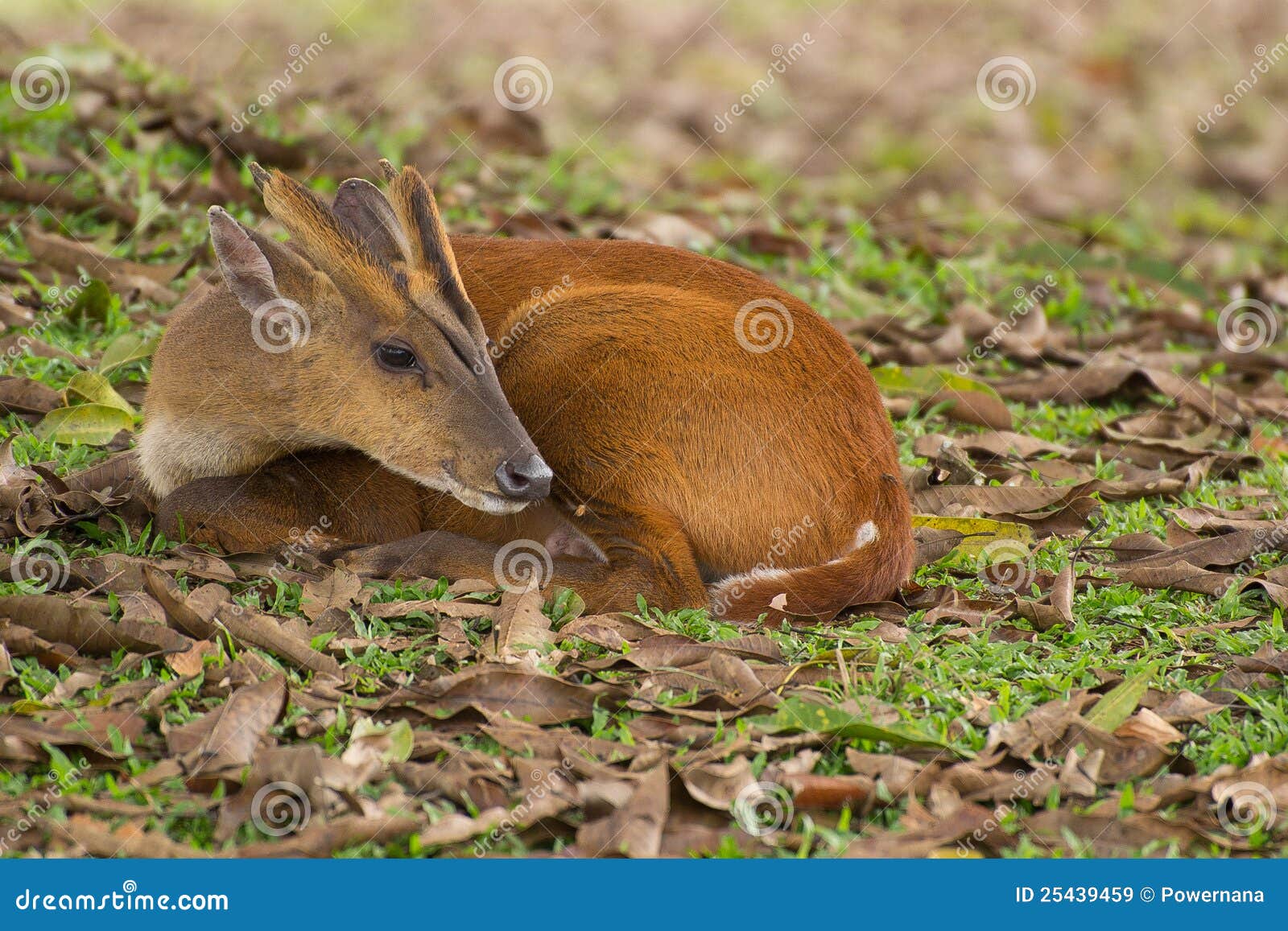 The cute little deer stock image. Image of deer, wildlife - 25439459