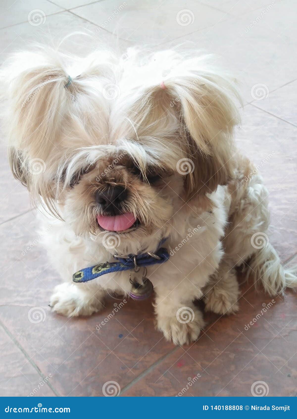 Cute little dog stock photo. Image of little, mammal - 140188808