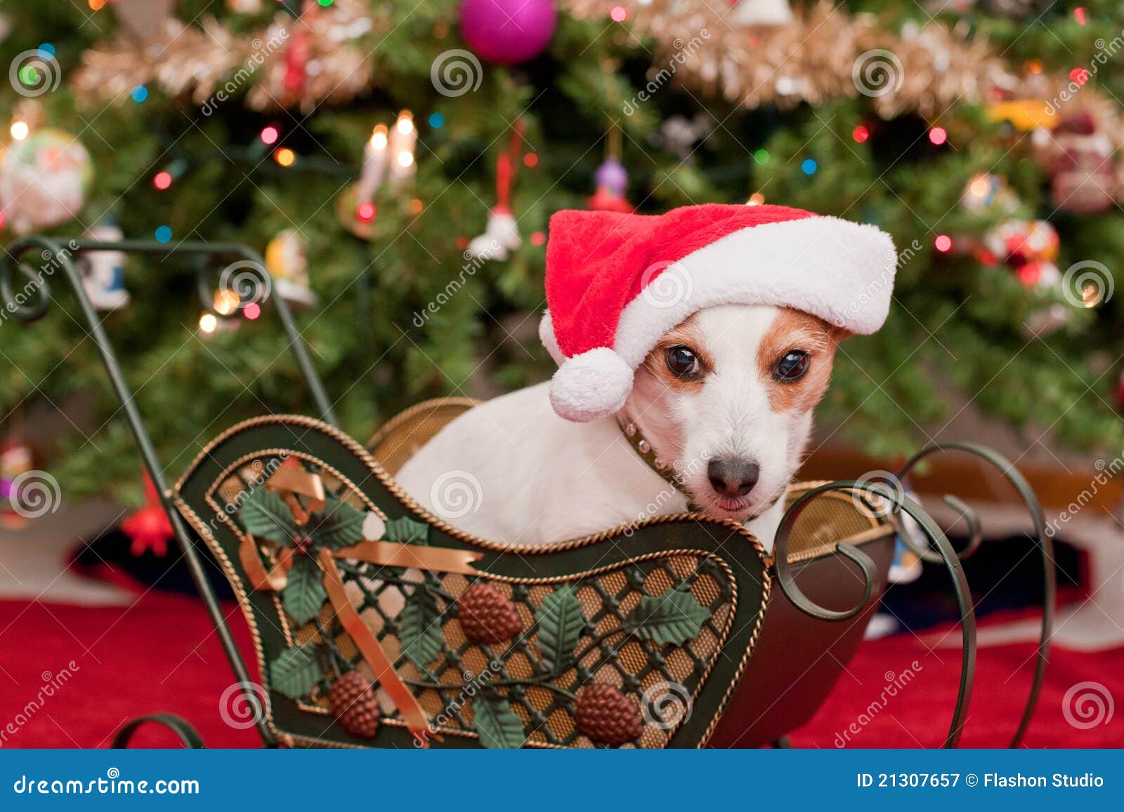 Cute Little Dog with Christmas Hat Stock Image - Image of merry, funny ...
