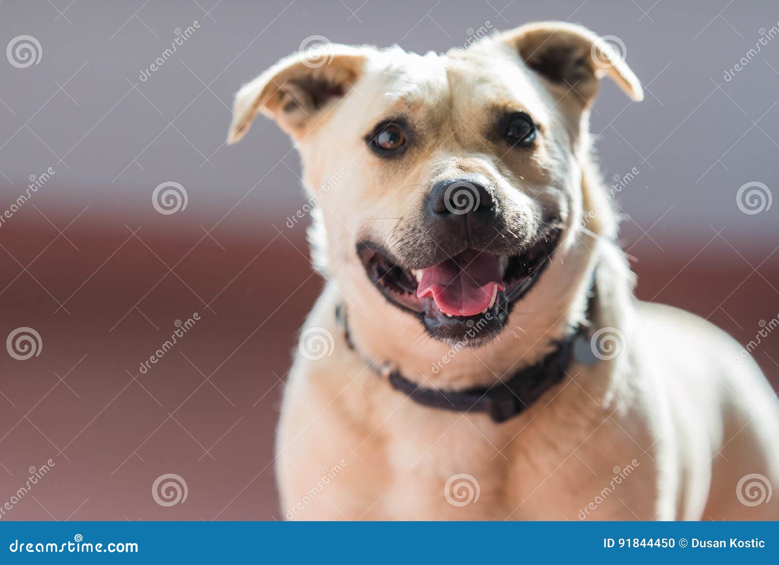 Cute Little Dog Playing in the Backyard Stock Photo - Image of active ...