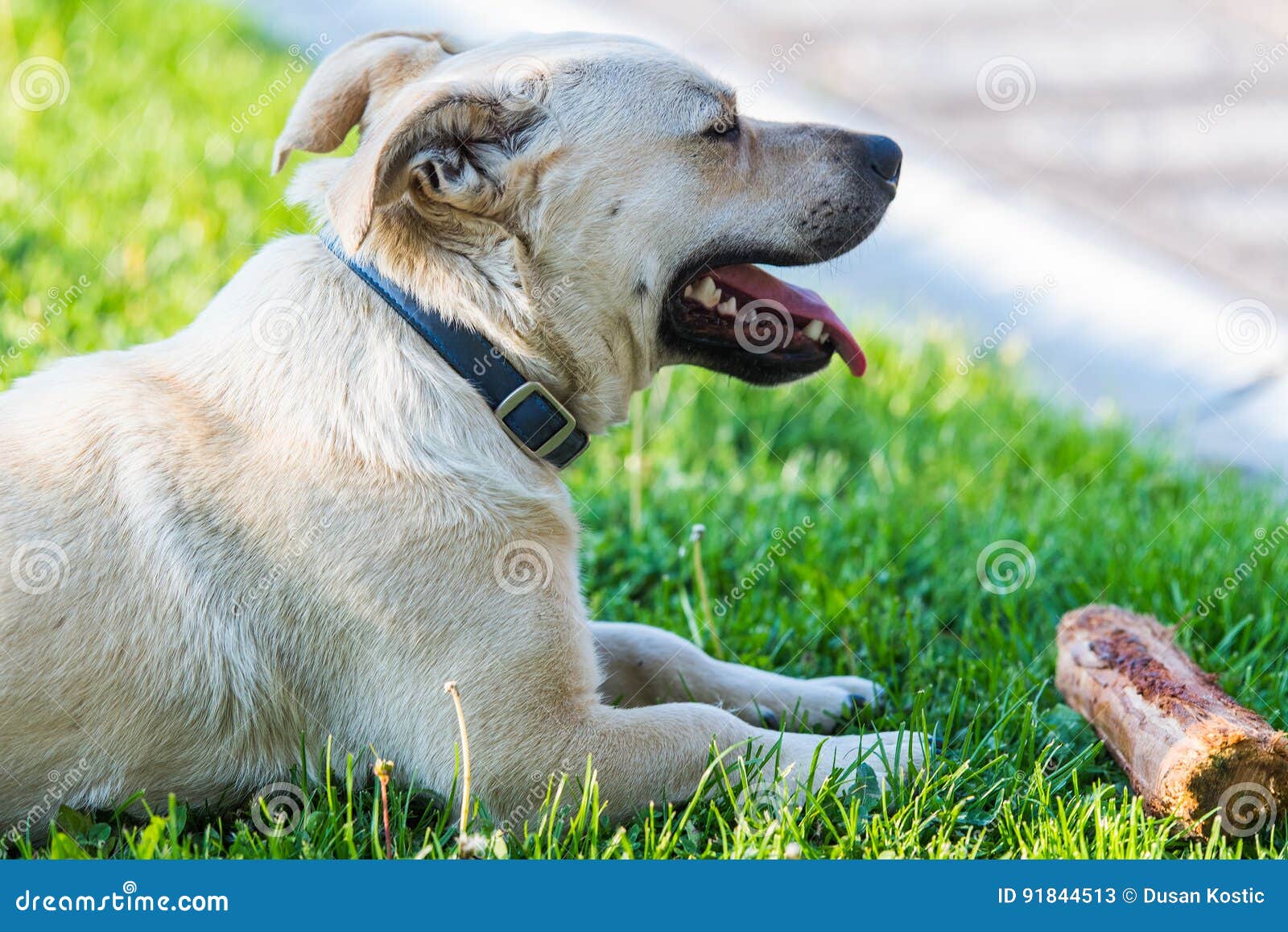 Cute Little Dog Playing in the Backyard Stock Image - Image of spring ...